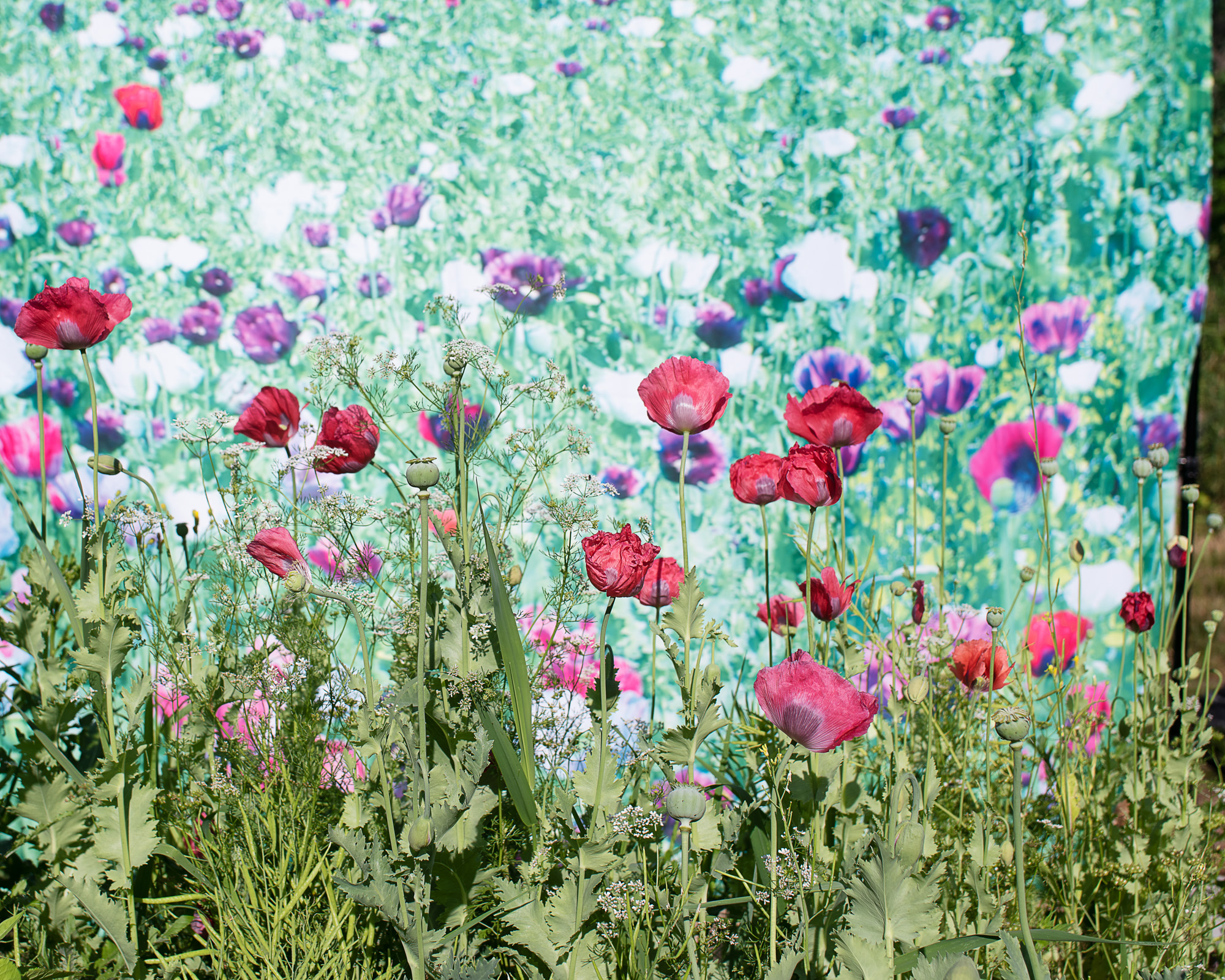 Pao Houa Her: The Imaginative Landscape | San José Museum of Art