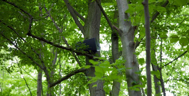 Forest at UC Santa Cruz Opens | San José Museum of Art
